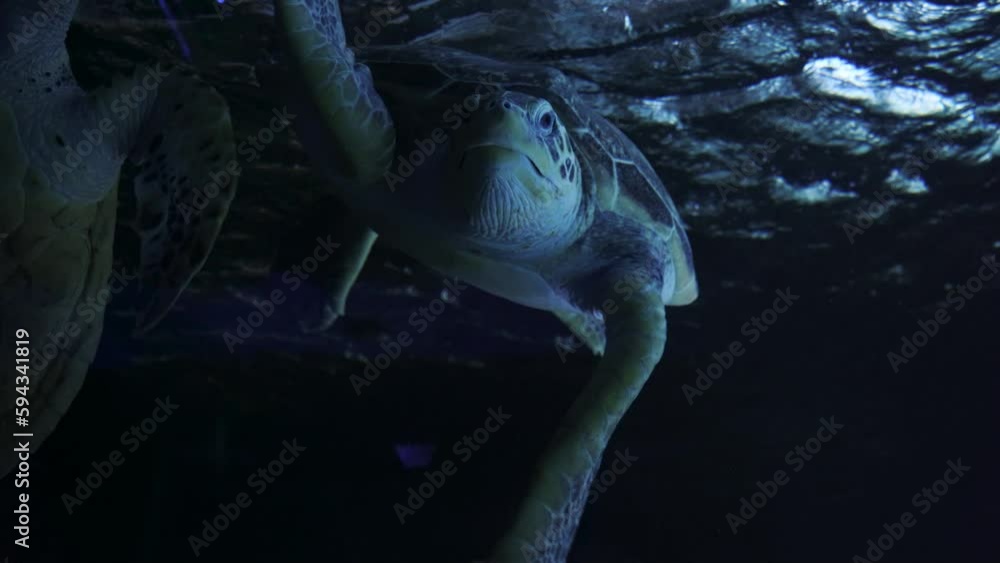 Wild animal of the ocean. Marine tropical life in shallow water. A ...