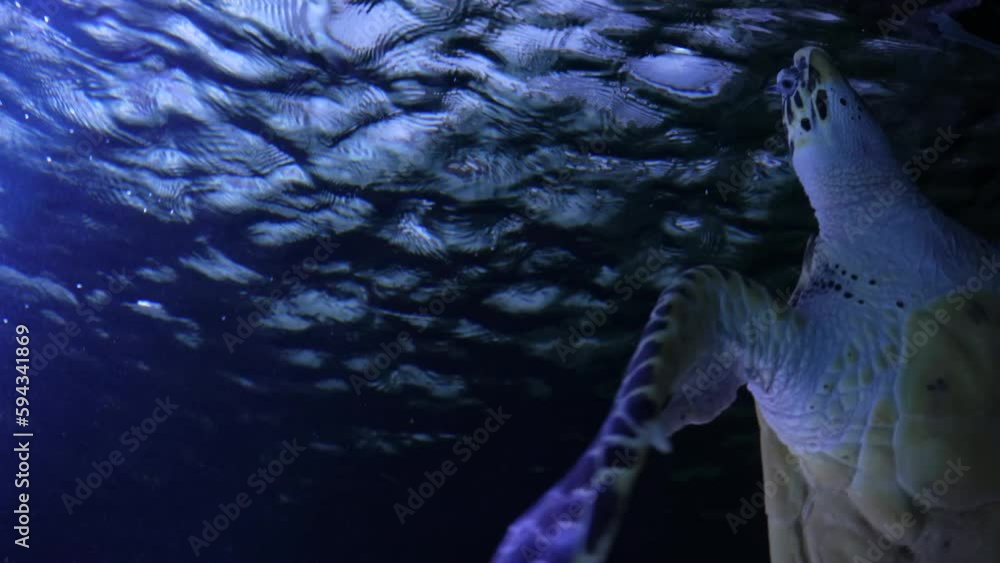 Sea turtle underwater swims slowly with sun rays and ocean rays blue ...