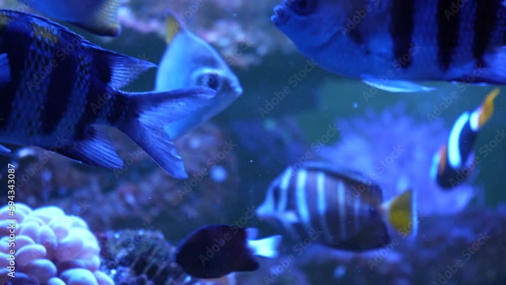 Stockvideo Beautiful exotic white fish on the background of corals ...