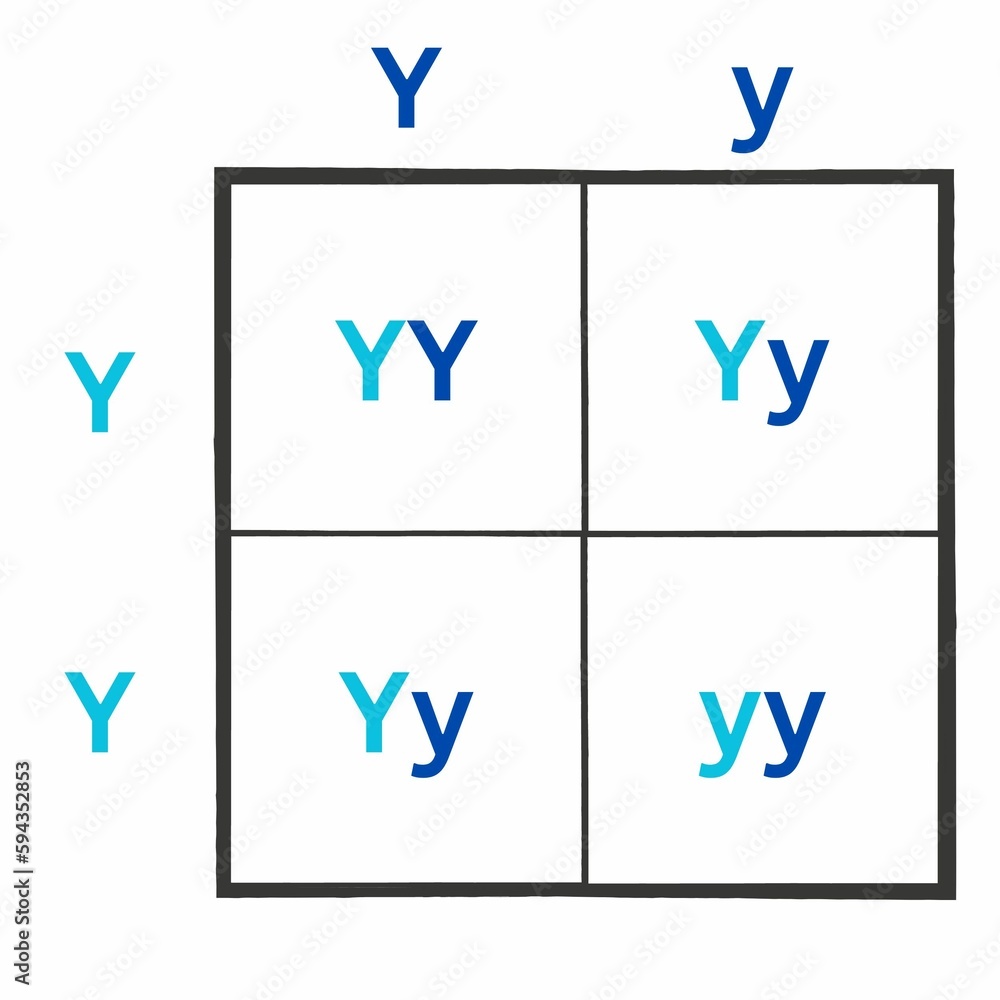 Simple version of the Punnett Square. Sometimes spelled as Punnets ...