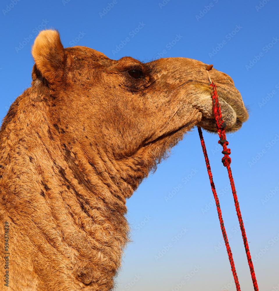 Camel, face while waiting for tourists for camel ride at Thar desert ...