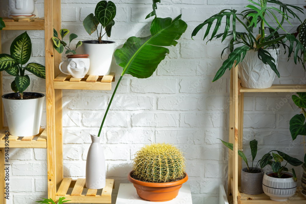 Shelving with a group of indoor plants in the interior. Houseplant ...