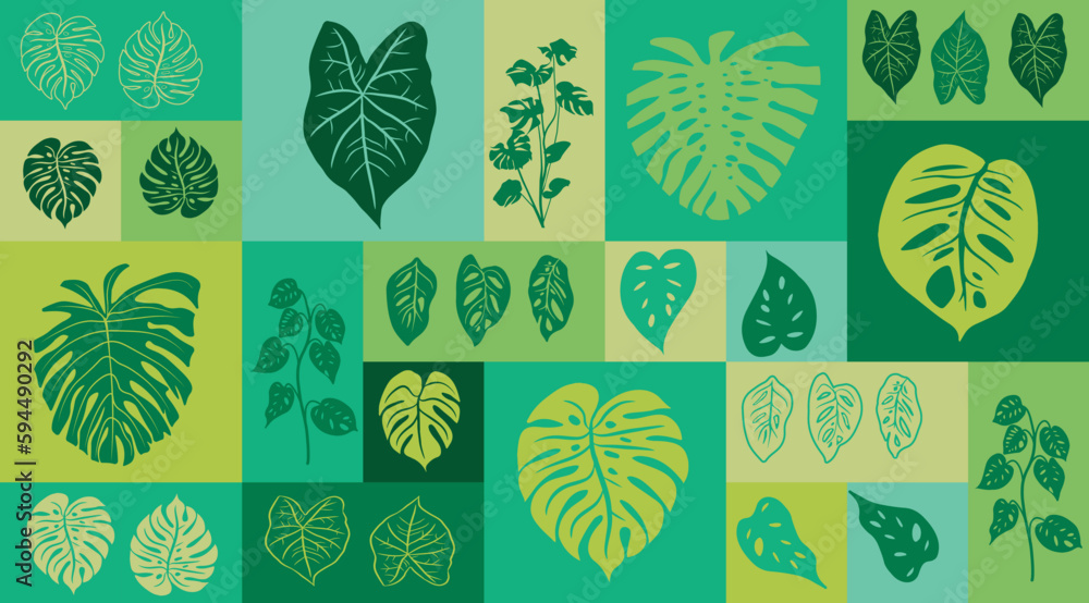 Monstera theme. Pattern with leaves of the Brazilian plant Adam's ribs. Background with leaves ...