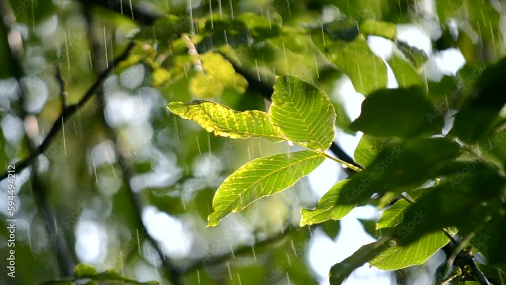 Rain. Heavy rain. Heavy rain dripping on big green leaves on a sunny ...