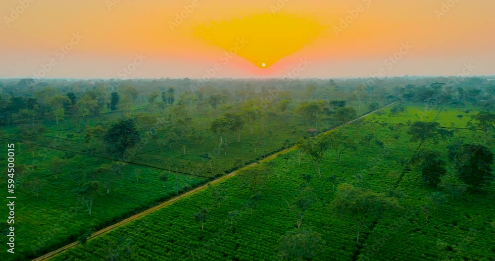 Drone captures the serene beauty of a tea garden at sunset in Terai ...