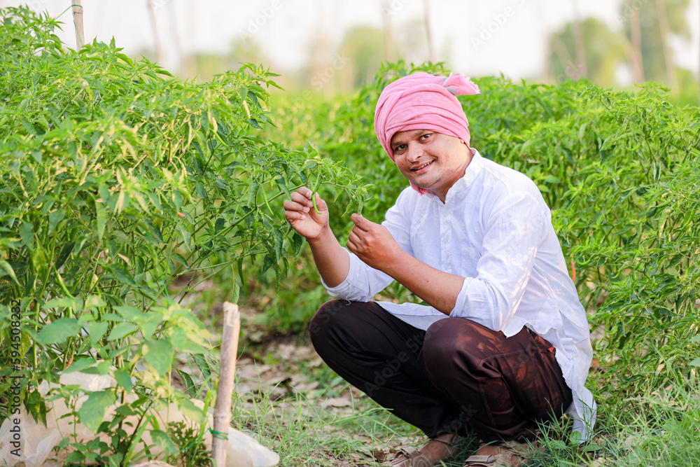 Indian Happy farmer holding green chilli plant, green chilli farming ...