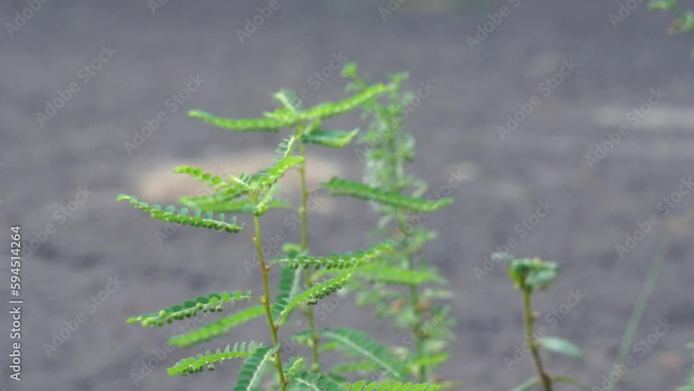 Phyllanthus urinaria (meniran, chamber bitter, gripeweed, shatterstone ...