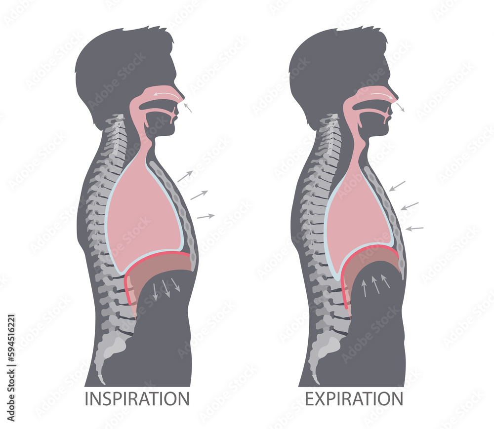 Mechanism of Breathing. Inspiration and Expiration Stock Illustration ...