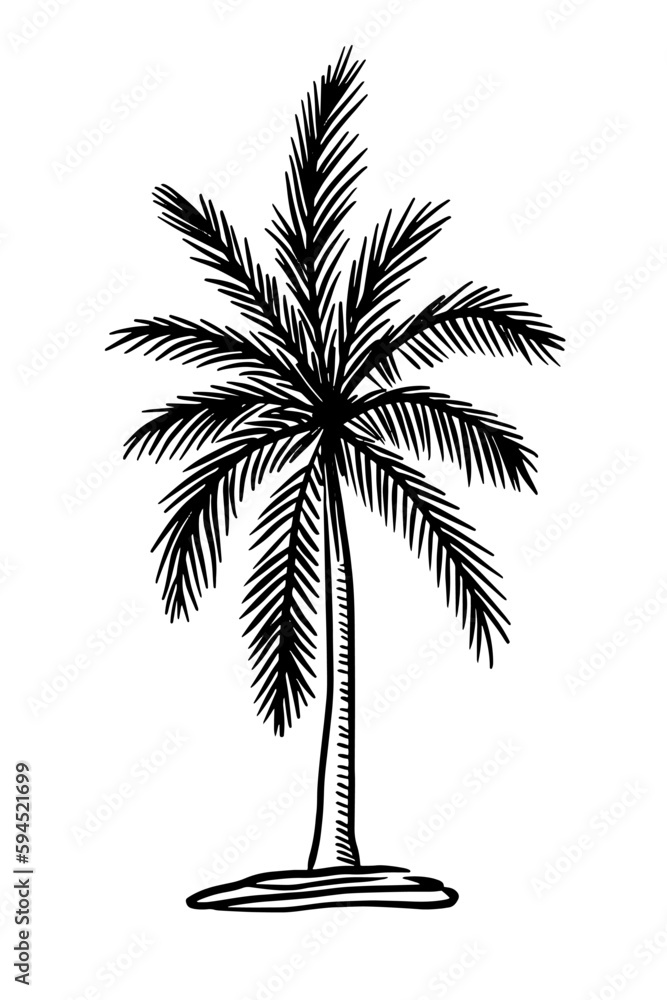 Hand drawn palm tree. Vector black ink drawing isolated on white ...