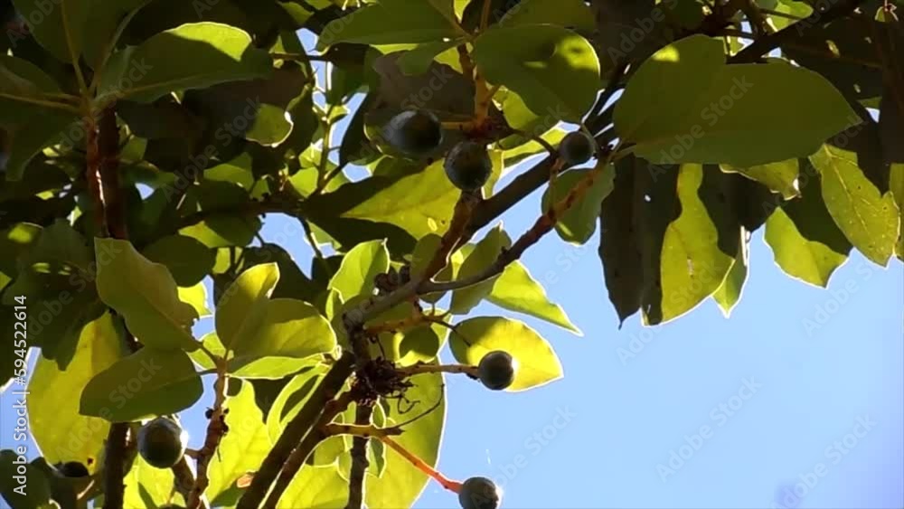 Avocados in their tree in an organic farm in the Philippines with blue ...