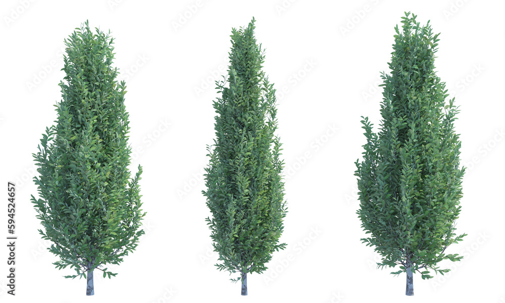 Poster Pyramidal European Hornbeam png alpha channel tree set – Wall ...