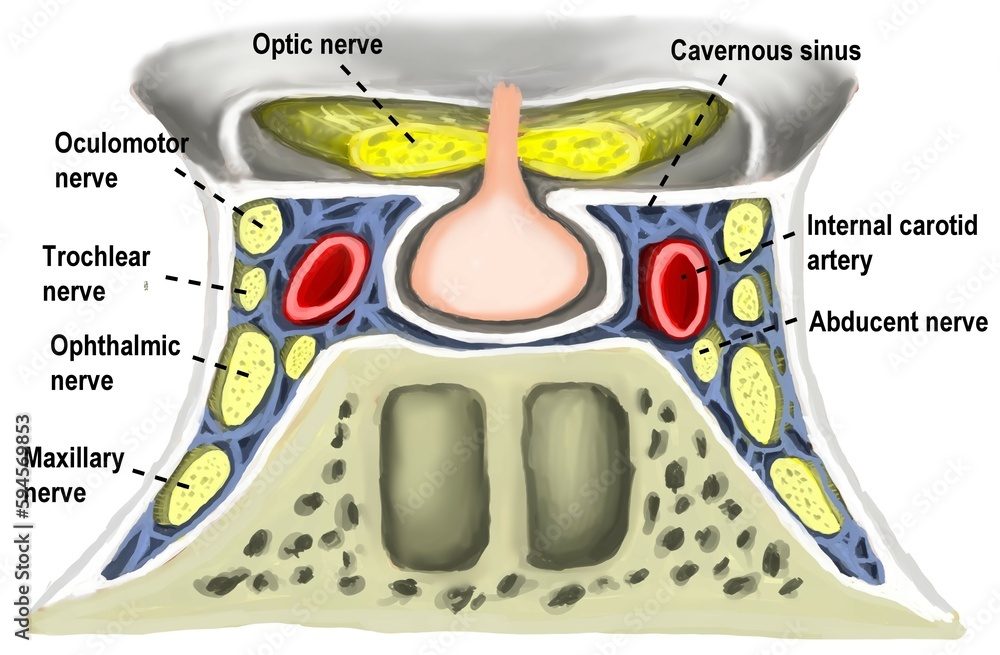The top view and crossed sectional view of cavernous sinus Stock ...