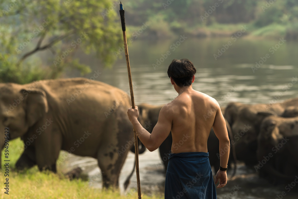 Poster Back view shirtless mahout look after group of Asian elephants ...