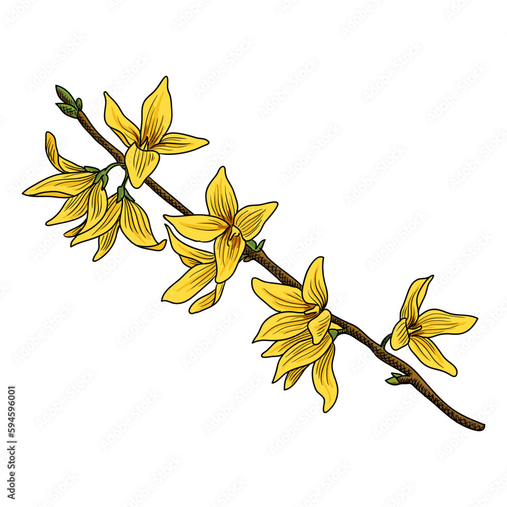 vector drawing branch of forsythia with yellow spring flowers isolated ...