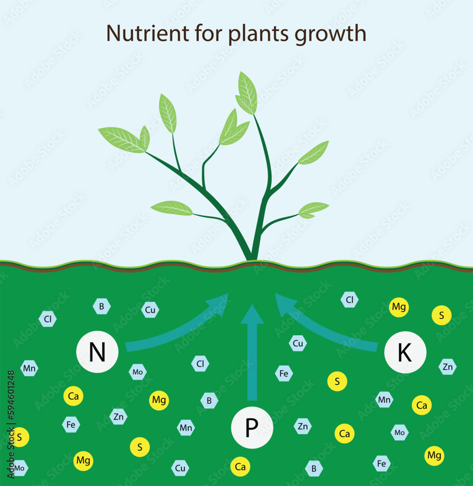 illustration of chemistry and biology, Nutrient for plants growth, Role ...