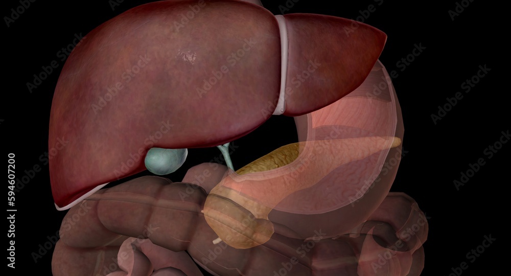 Auxiliary organs are secretory organs such as the liver, gallbladder ...