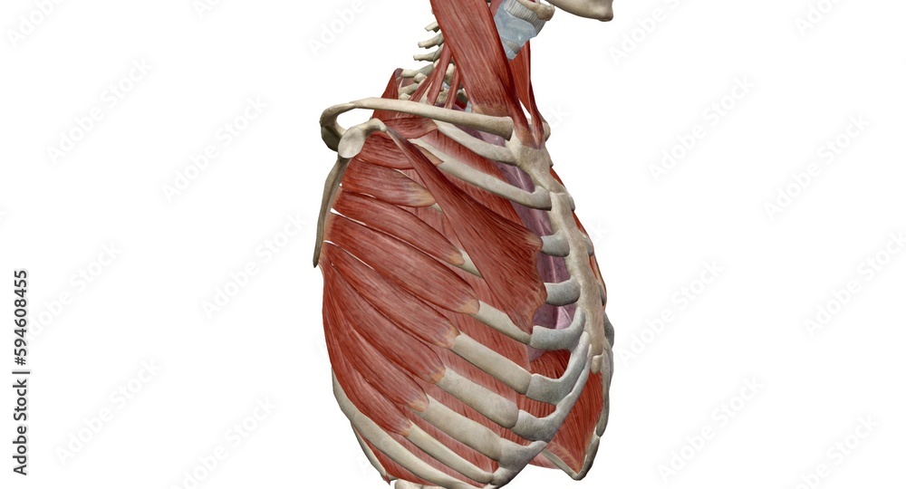 The respiratory muscles form a complex arrangement of semi-rigid ...