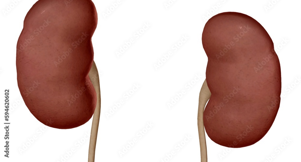 Each kidney consists of an outer renal cortex, an inner renal medulla ...