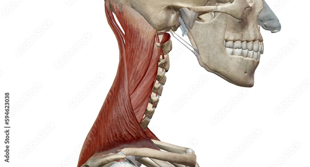 The muscles of the neck are muscles that cover the area of the neck ...