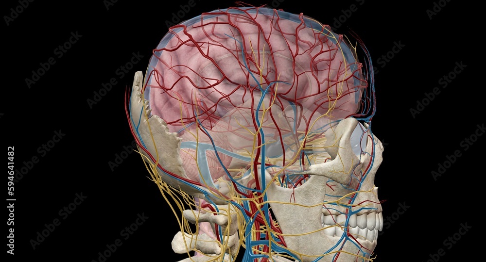 Cerebral circulation is the movement of blood through a network of ...