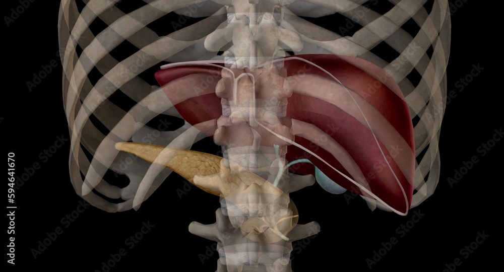 As an endocrine organ, the pancreas secretes the hormones insulin and ...