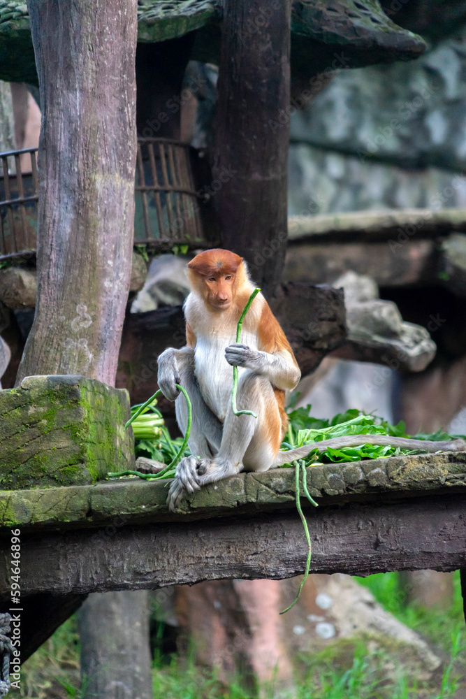 Proboscis monkey (Nasalis larvatus) or long-nosed monkey, known as the ...