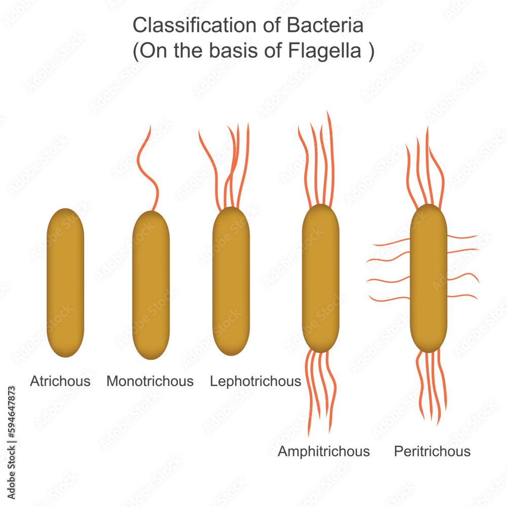 classification of bacteria on the basis of Flagella,atrichous ...