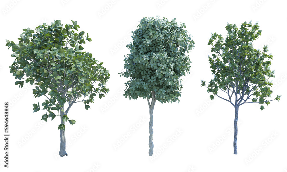 Weeping Fig Quince Tree Banyan png alpha channel set Stock Illustration ...