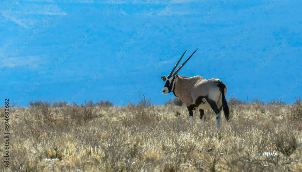 Crossing the Karoo plain. A female gemsbok pauses in dry grassland in ...