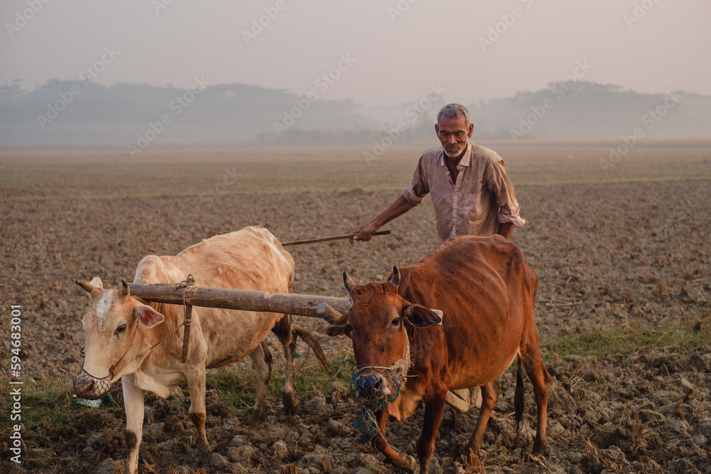 Village farmer cultivating his paddy field with cows connected with a ...