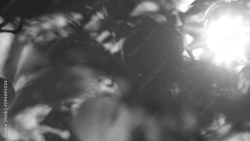 Stockvideo Black and white slow motion 4k abstract natural video ...