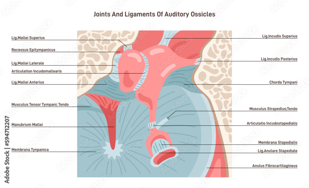 Auditory ossicles joints and ligaments. Middle ear tympanic membrane ...