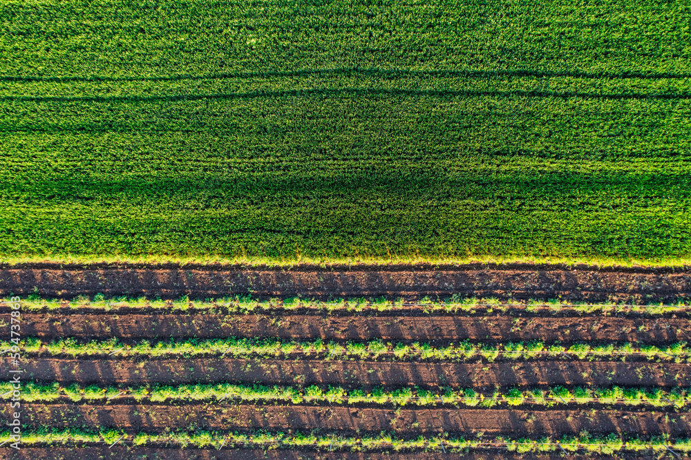 vista top down dal drone di un campo di grano verde e un vigneto in ...