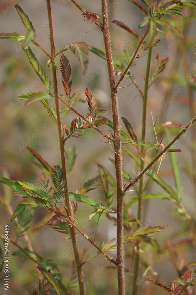 Mimosa pudica, also called sensitive plant, sleepy plant, action plant ...