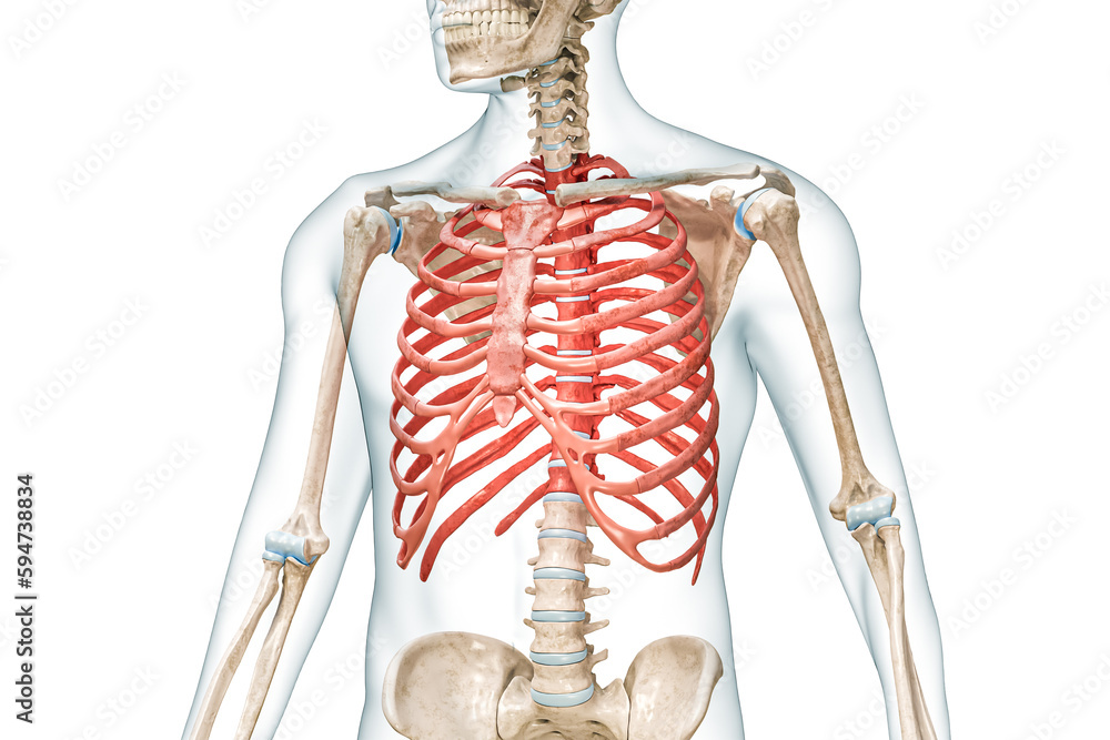Rib cage bones in red color with body 3D rendering illustration ...