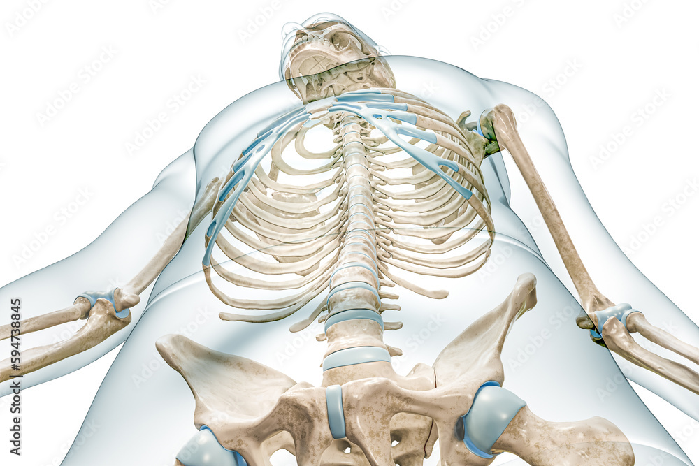 Spine and rib cage or thoracic cavity from front low angle view with ...