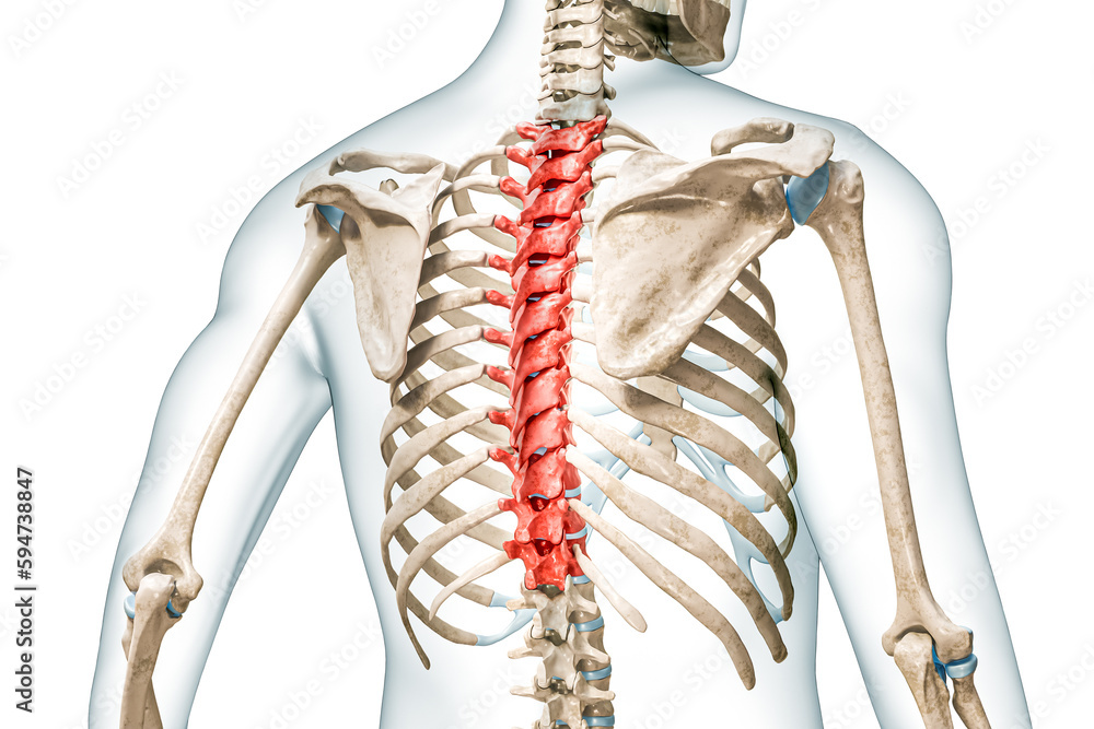 Thoracic vertebrae in red color with body 3D rendering illustration ...