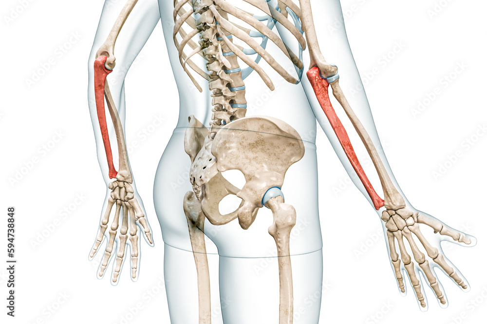 Ulna forearm bone in red color with body 3D rendering illustration ...