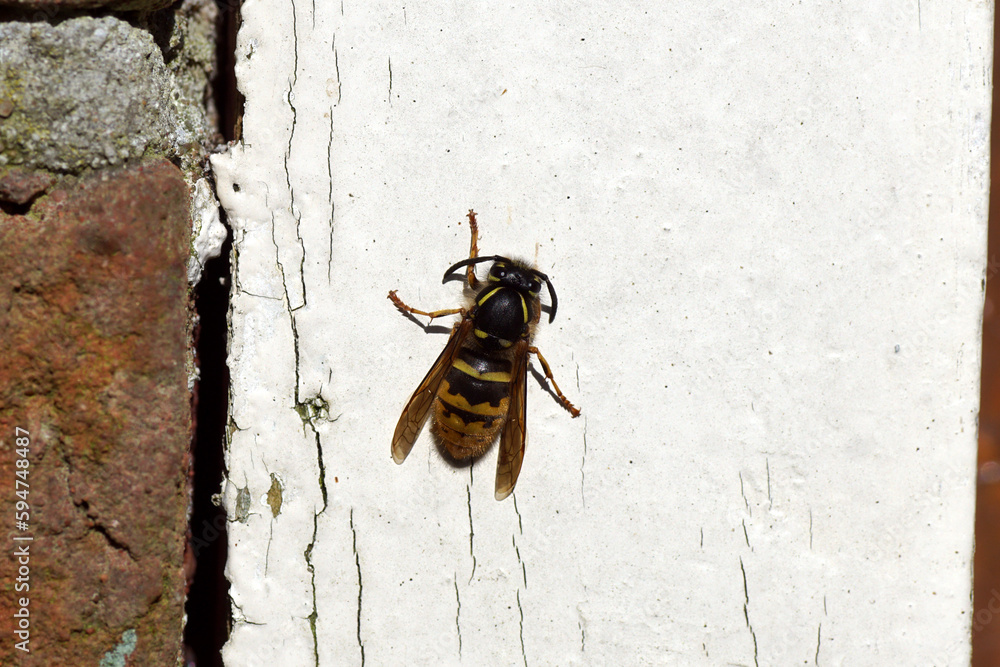 Queen of a common wasp (Vespula vulgaris) of the family Vespidae in ...