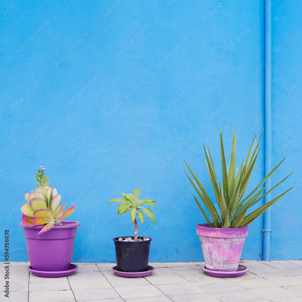 Mediterranean balance. Blue wall with three purple plant pots on the ...
