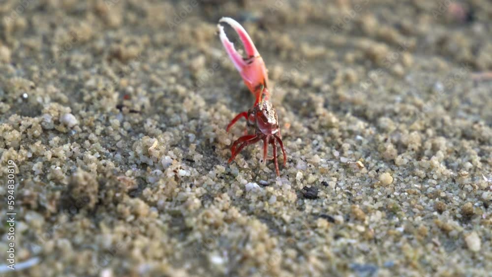 Male sand fiddler crab feeding on the micronutrients and create tiny ...