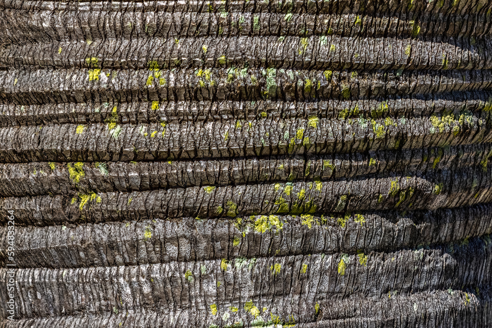 Wood texture from a Palm Tree tropical plant of the South American ...