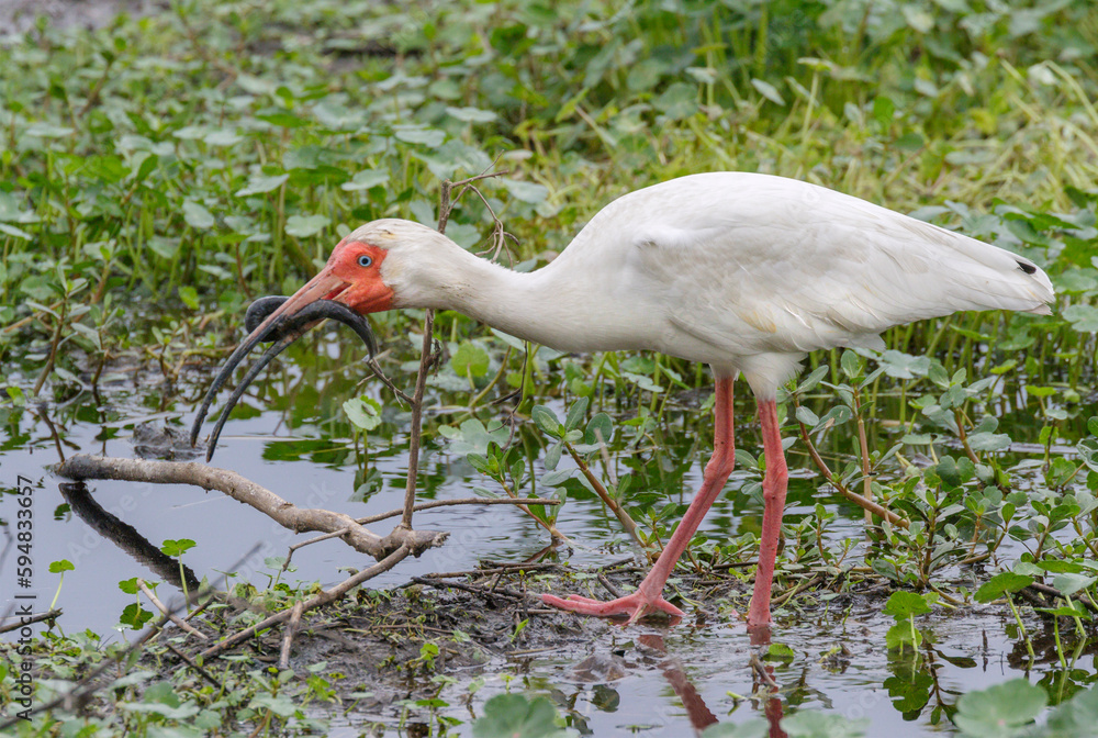 American white ibis (Eudocimus albus) caught a lesser siren (Siren ...
