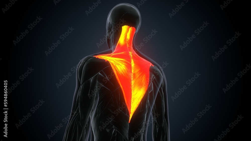 Anatomy of a trapezius. Skeleton. 3d Illustration Stock Illustration ...