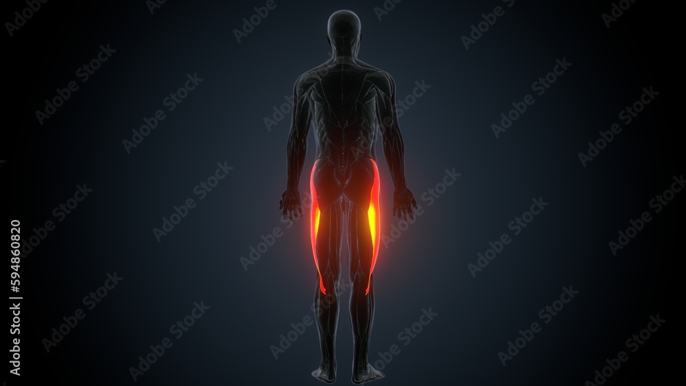 Rectus Femoris Muscle anatomy for medical concept 3D illustration Stock ...