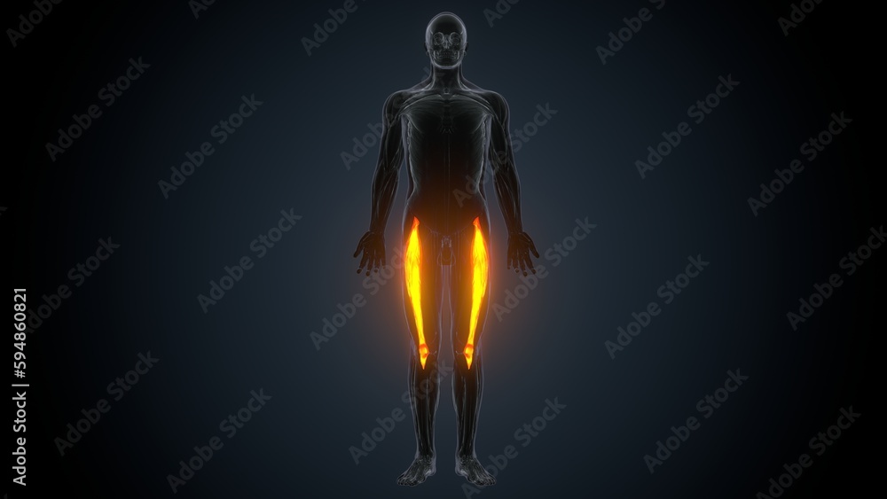 Rectus Femoris Muscle anatomy for medical concept 3D illustration Stock ...