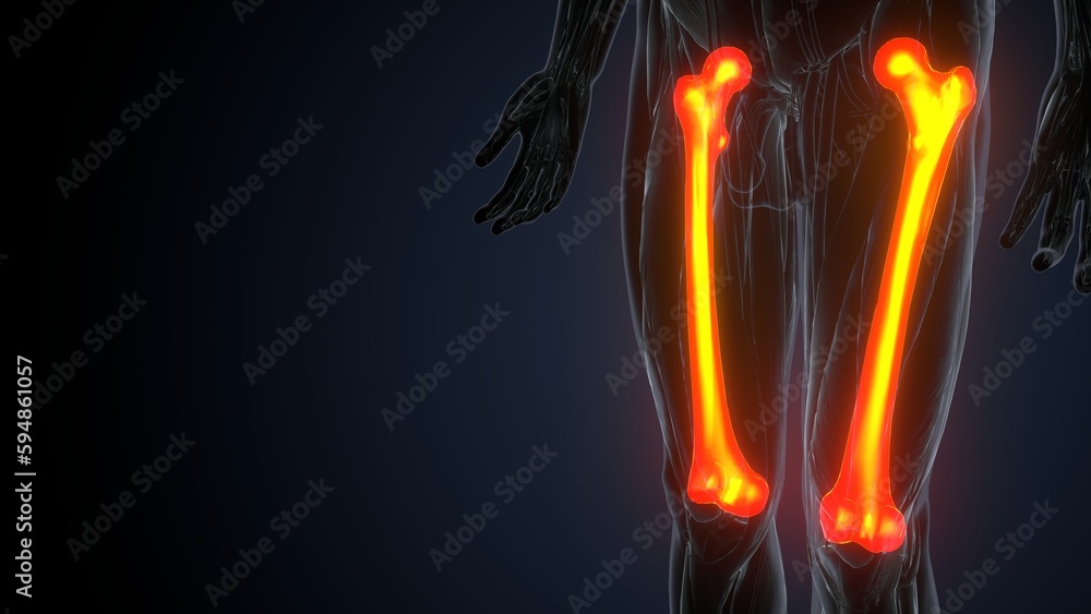 3d illustration of human body femur bone anatomy Stock Illustration ...