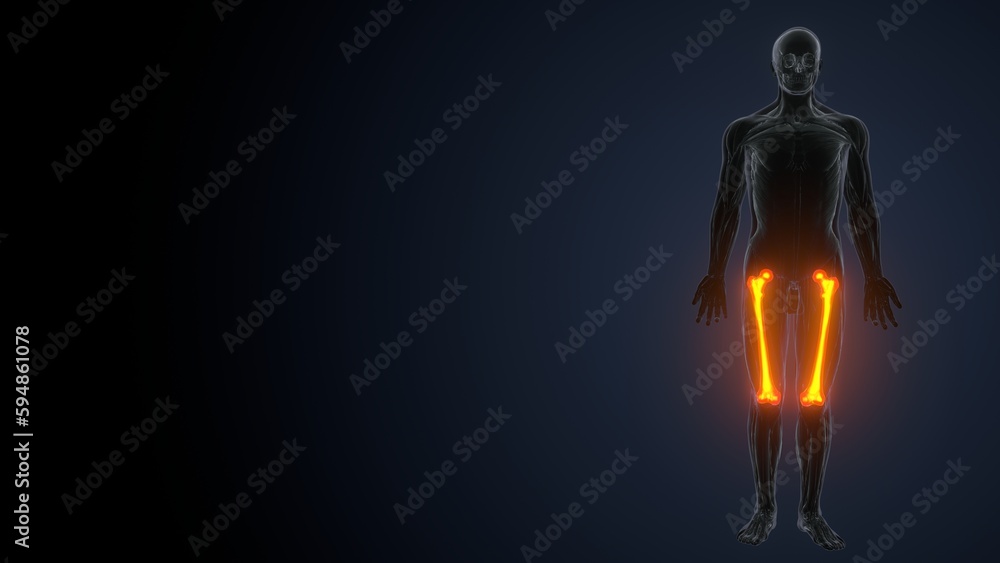 Poster 3d illustration of human body femur bone anatomy – Wall Art ...