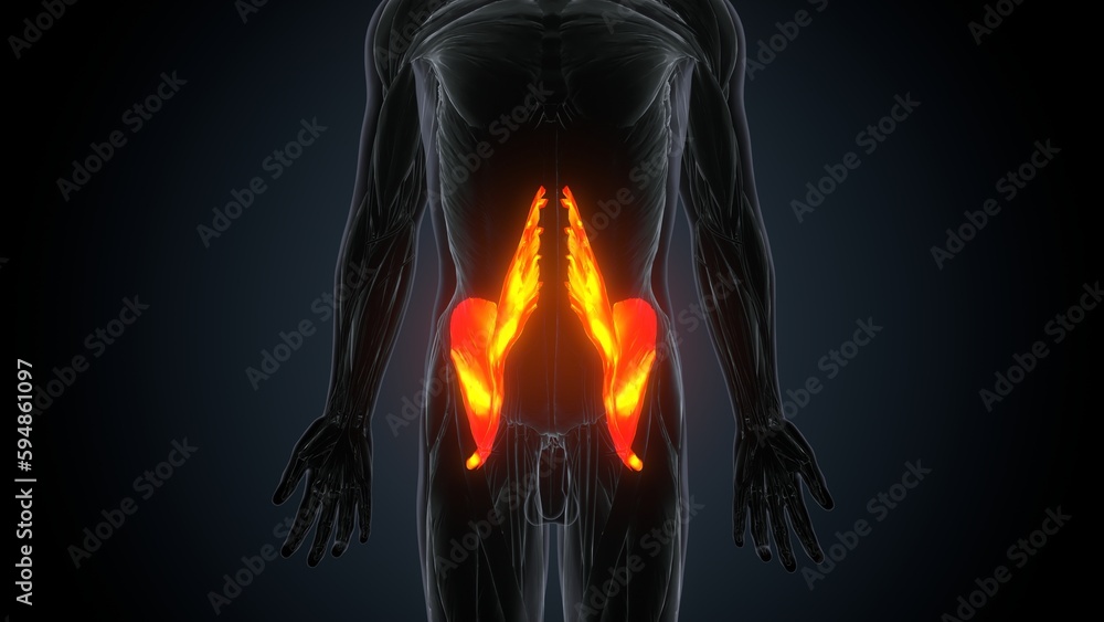 3d illustration of a womans Psoas Major muscles anatomy Stock ...