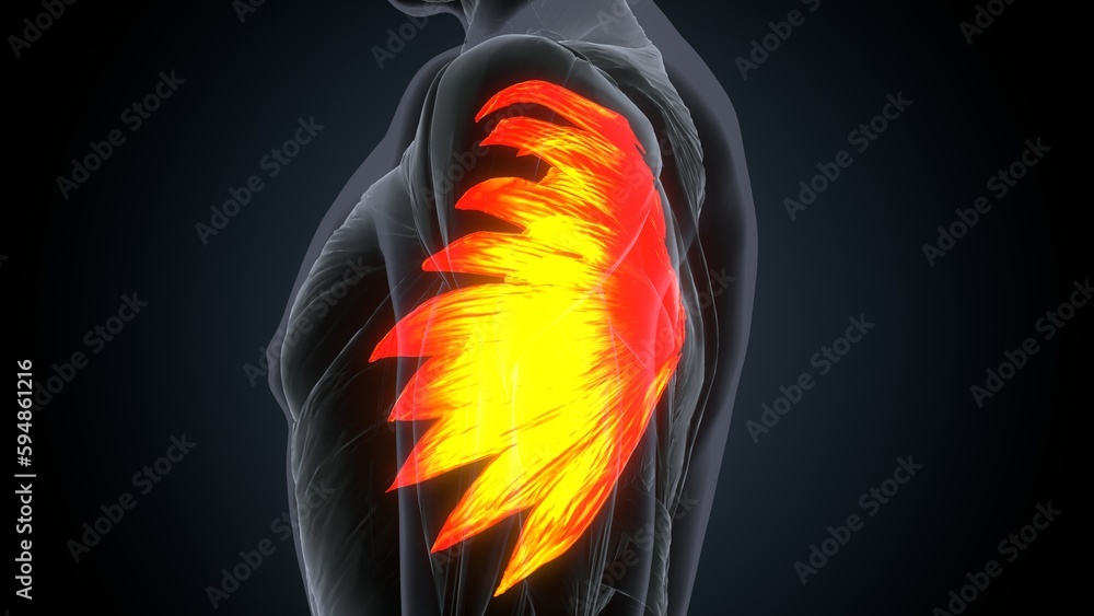 human body serratus anterior muscles anatomy system.3d render Stock ...